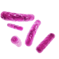 Carbapenem-resistant Enterobacteriaceae (CRE) - Diversey
