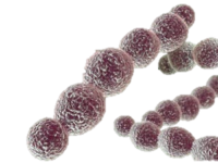 Streptococcal Infections - Diversey